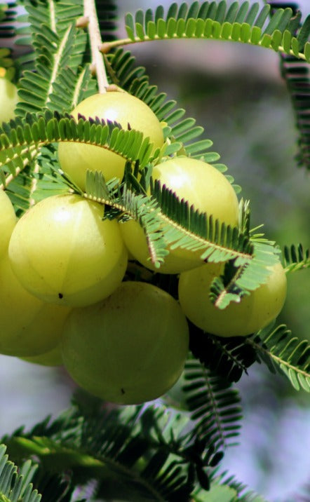 Amla – Jungly Delights