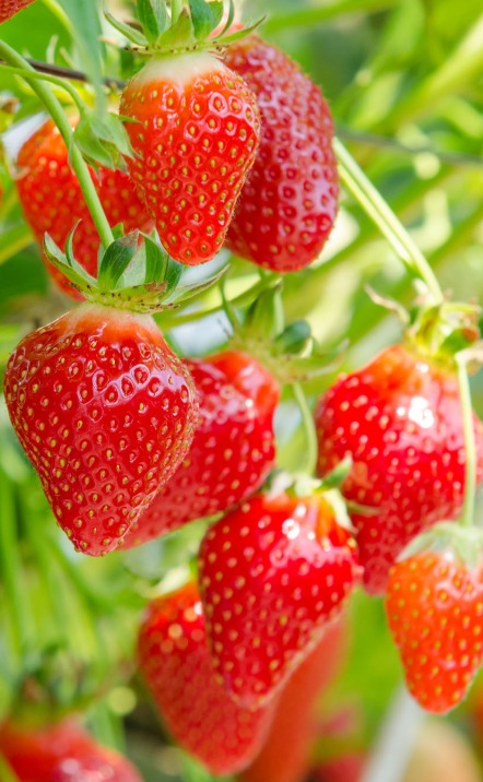 Strawberry – Jungly Delights